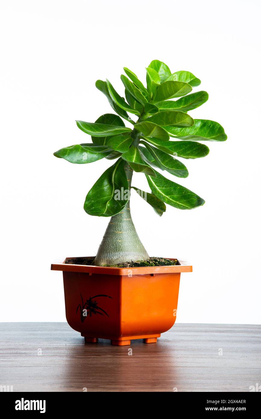 A pot of Adenium Plant on white background Stock Photo - Alamy