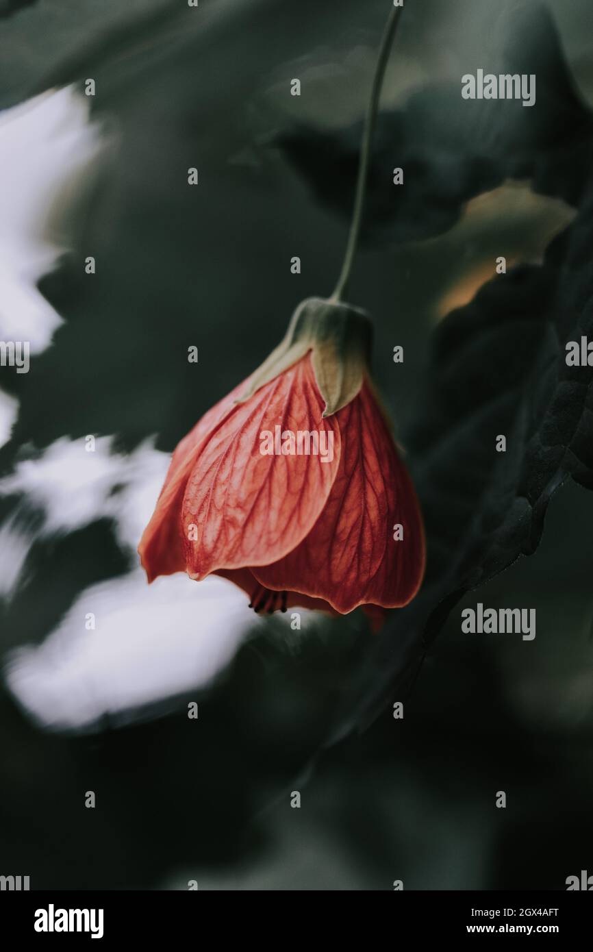 Red vein Indian mallow in the blurred natural background Stock Photo ...