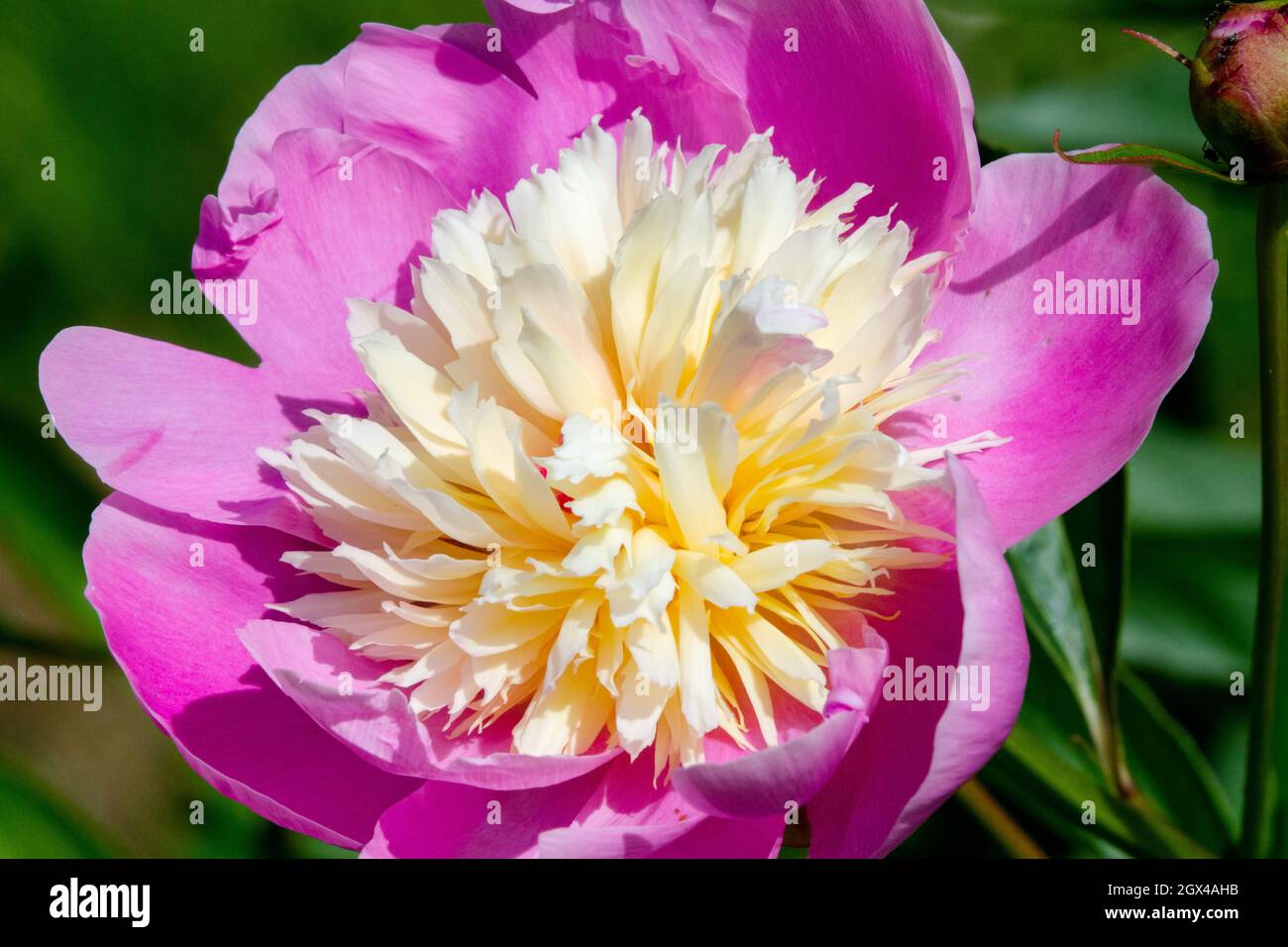 Chinese Peony Paeonia lactiflora "Bowl of Beauty Stock Photo - Alamy