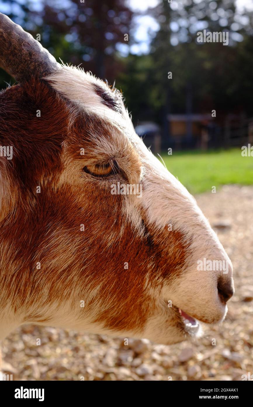 Close up shot of a head of a goat from the side view in a park with ...