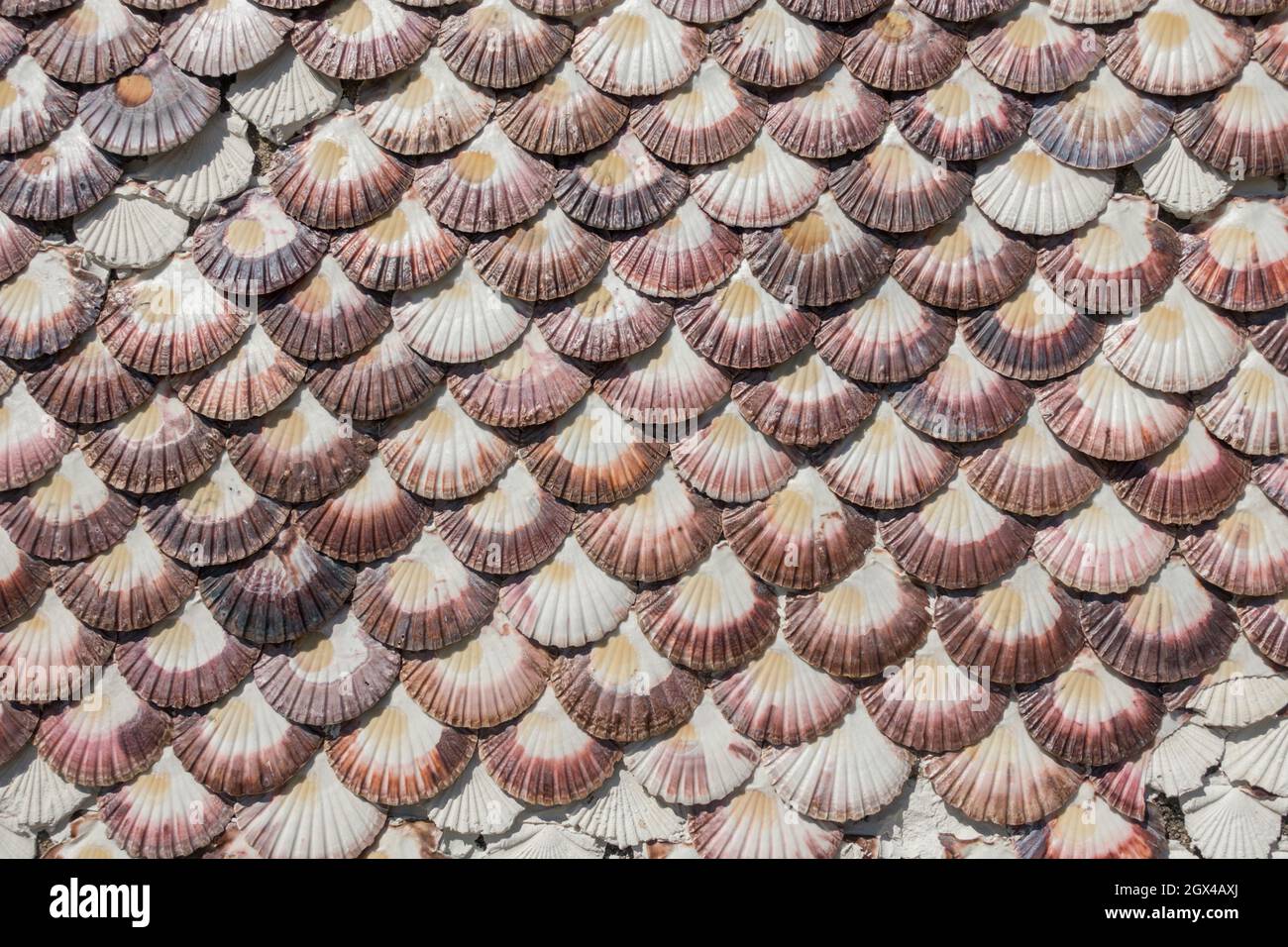 Wall covered with scallop shells, province of Pontevedra, Galicia ...