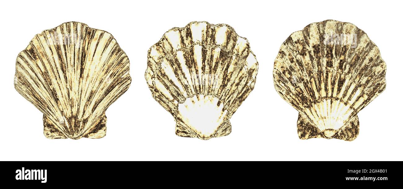 Seashell set illustration. Hand drawn yellow golden color sea shells ...