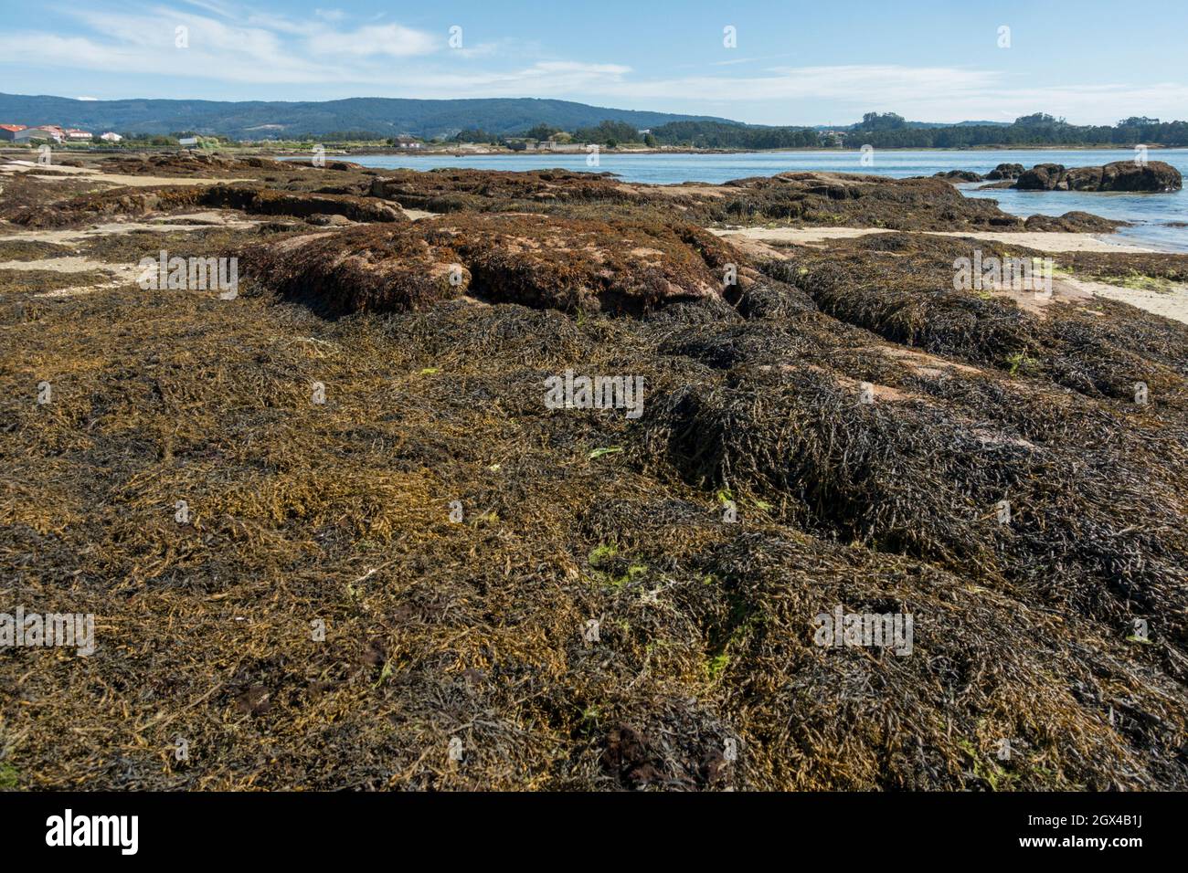 With brown algae hi-res stock photography and images - Alamy