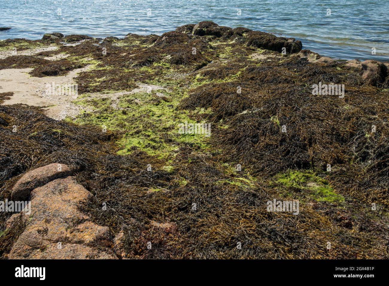 With brown algae hi-res stock photography and images - Alamy