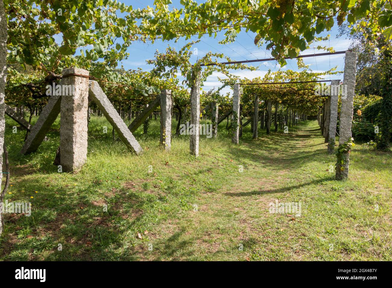 Cambados Spain. The ancient Vineyards of Fefiñáns Palace, Adega Gil ...