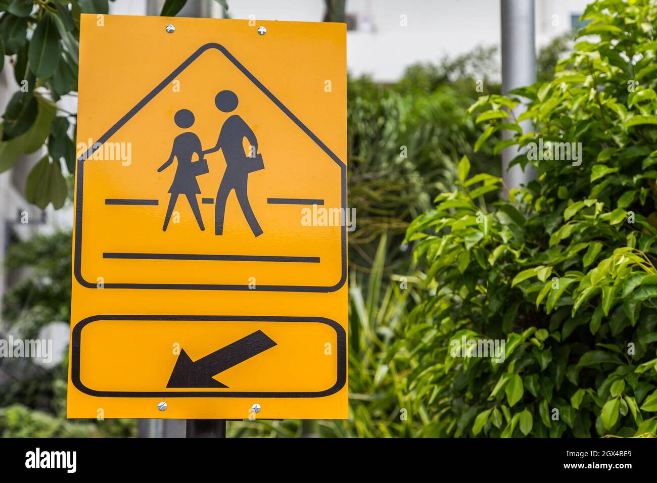 Traffic sign School warning sign here with green leaf background Stock ...