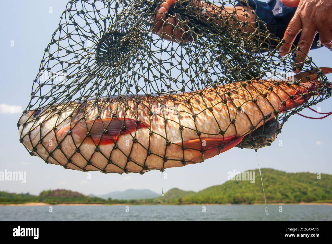 Freshwater fish in fishing net in fisherman hands, a tropical lake and ...