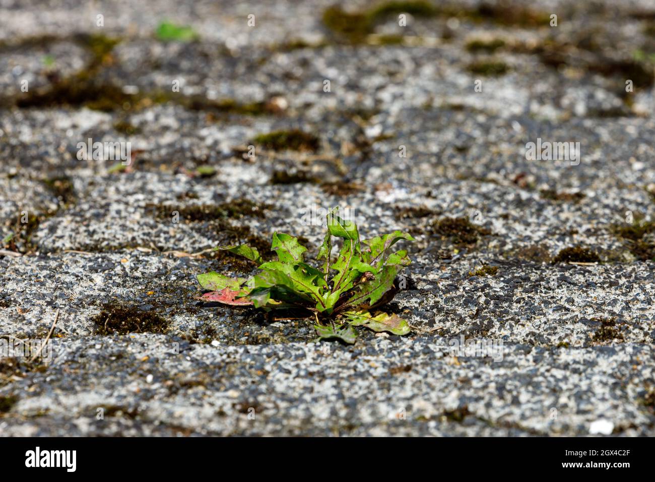 Moss and weed on the pavement Stock Photo - Alamy