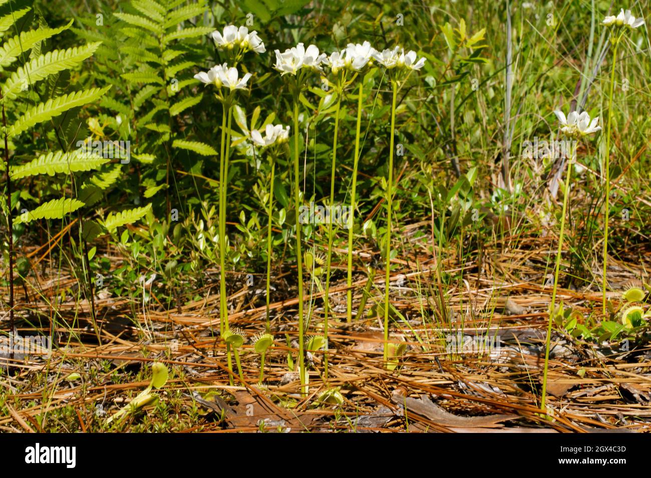 Colony of white flowering Venus flytraps, Dionaea muscipula, North ...