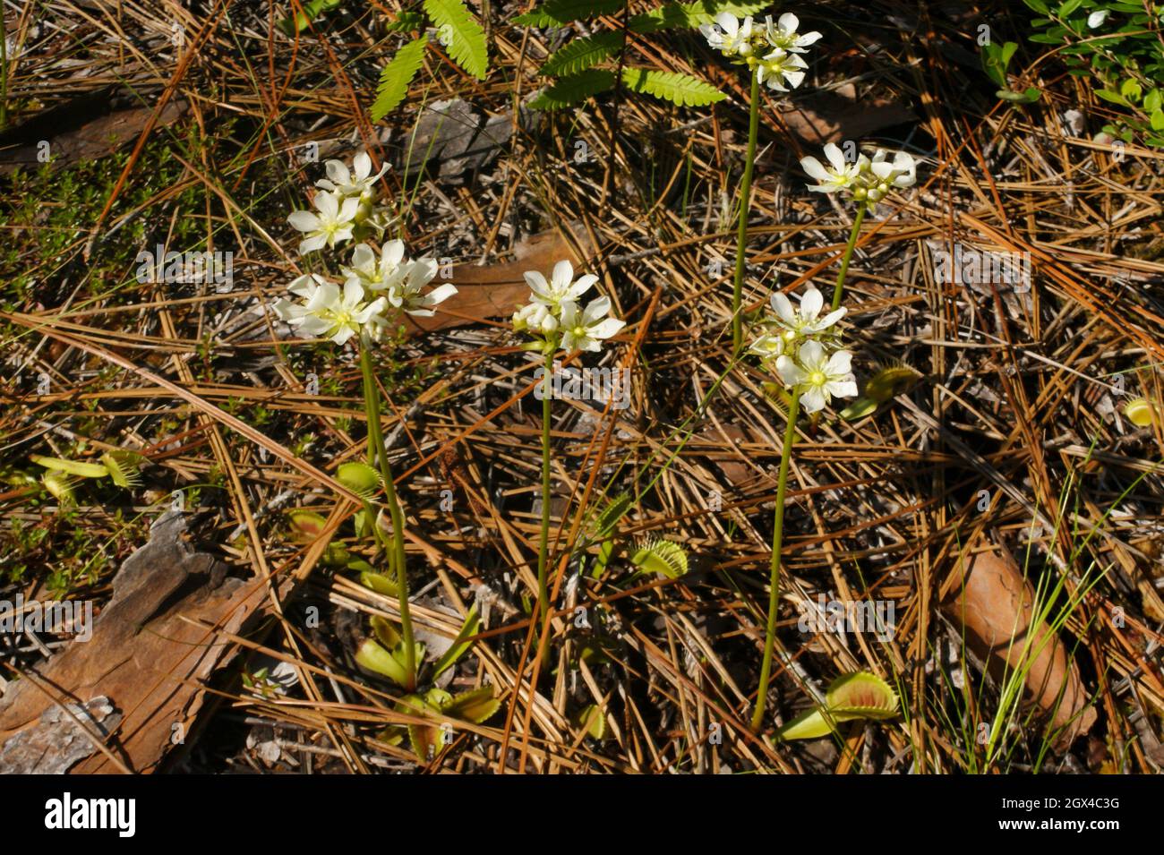 White flowers of the Venus flytrap, Dionaea muscipula, North Carolina ...