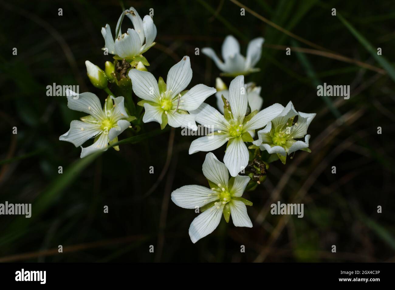 Venus flytrap hi-res stock photography and images - Alamy
