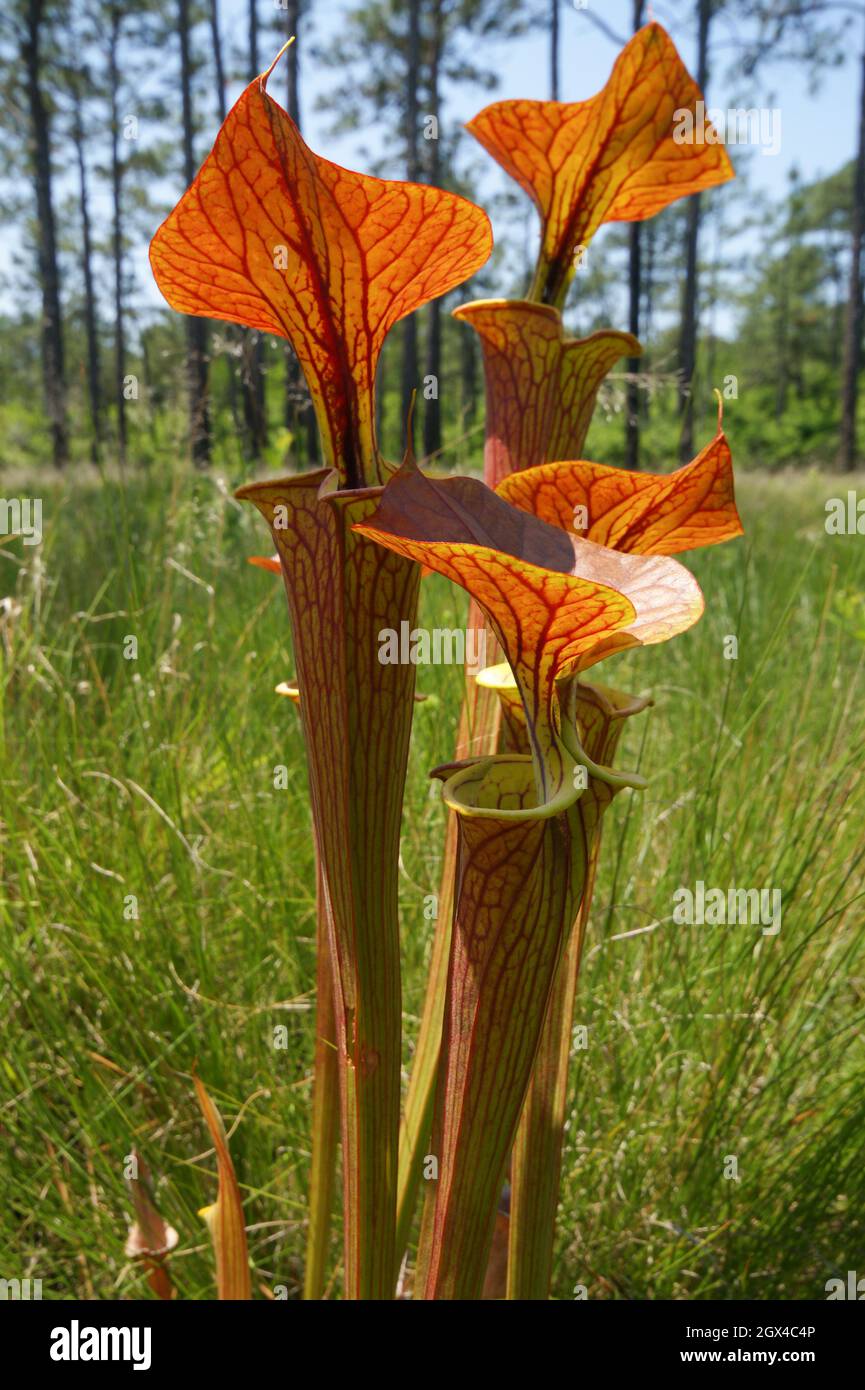 Red veined pitchers of Sarracenia flava var. cuprea, the yellow pitcher ...