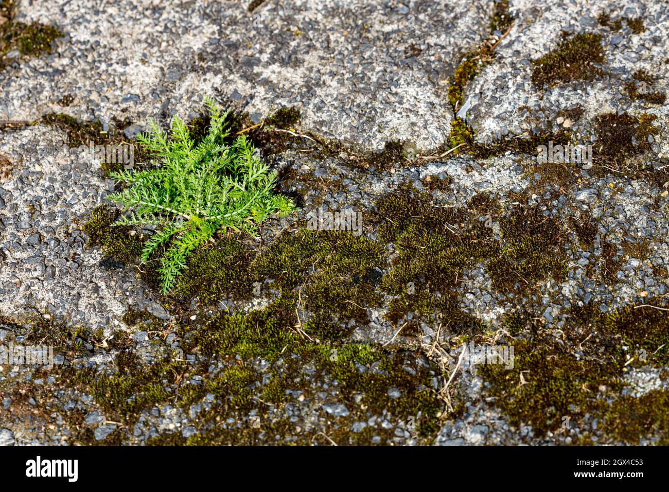 Moss and weed on the pavement Stock Photo - Alamy