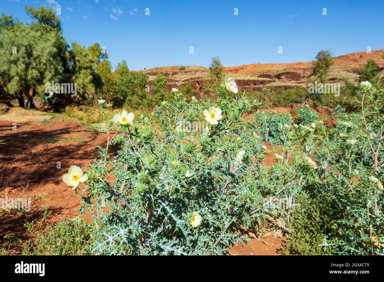 Yellow flowers at popular Carawine Gorge near Marble Bar, Pilbara ...