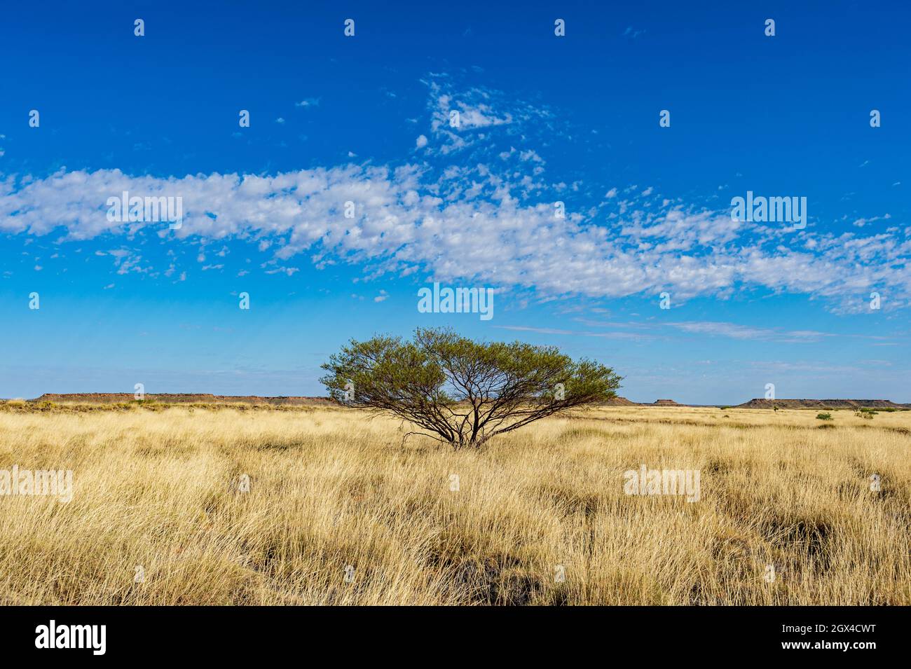 View of a lone tree in the savannah, Pilbara, Western Australia ...