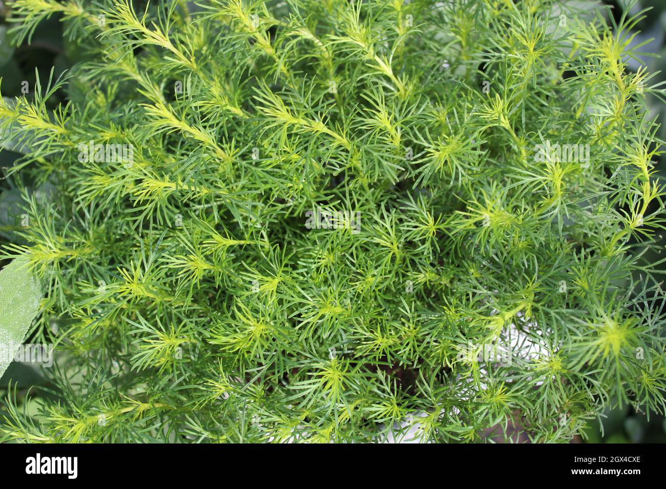 Tagetes filifolia in the garden Stock Photo - Alamy