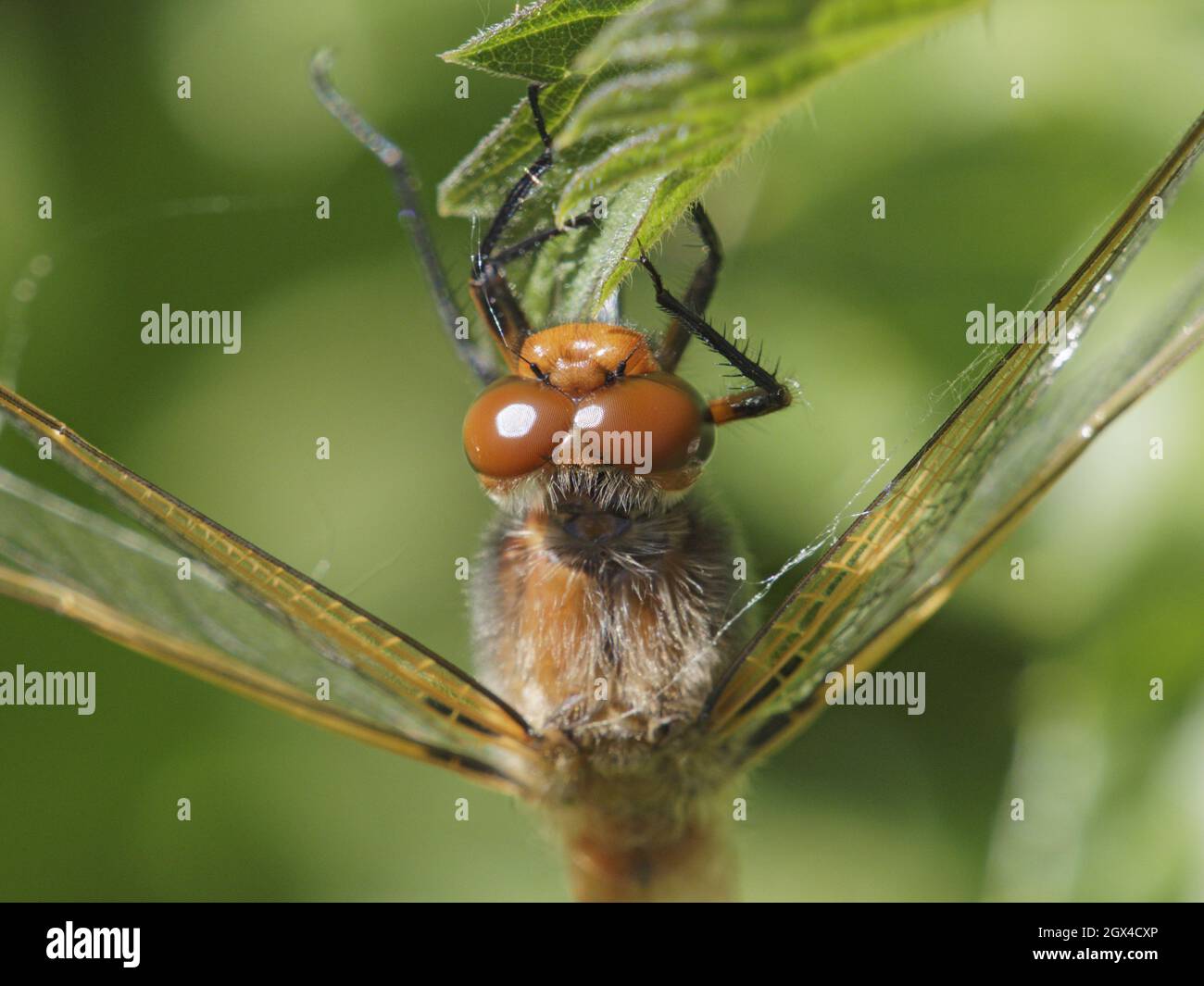 Scarce Chaser - freshly Emerged Libellula fulva Essex,UK IN001921 Stock ...