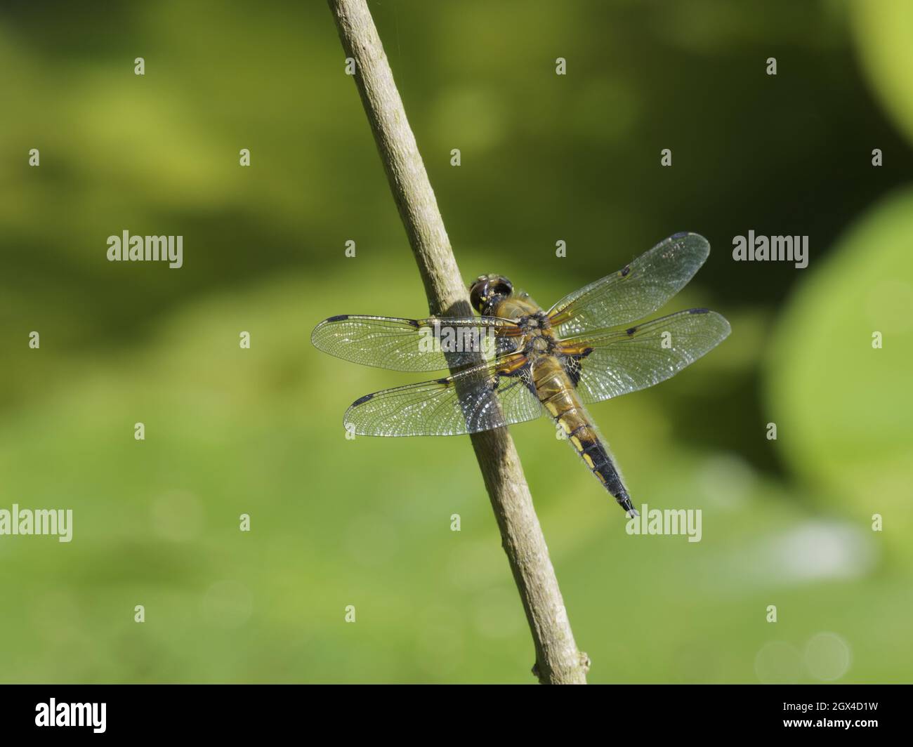 Four Spotted Chaser Dragonfly - Perched Libellula quadrimaculata Great ...