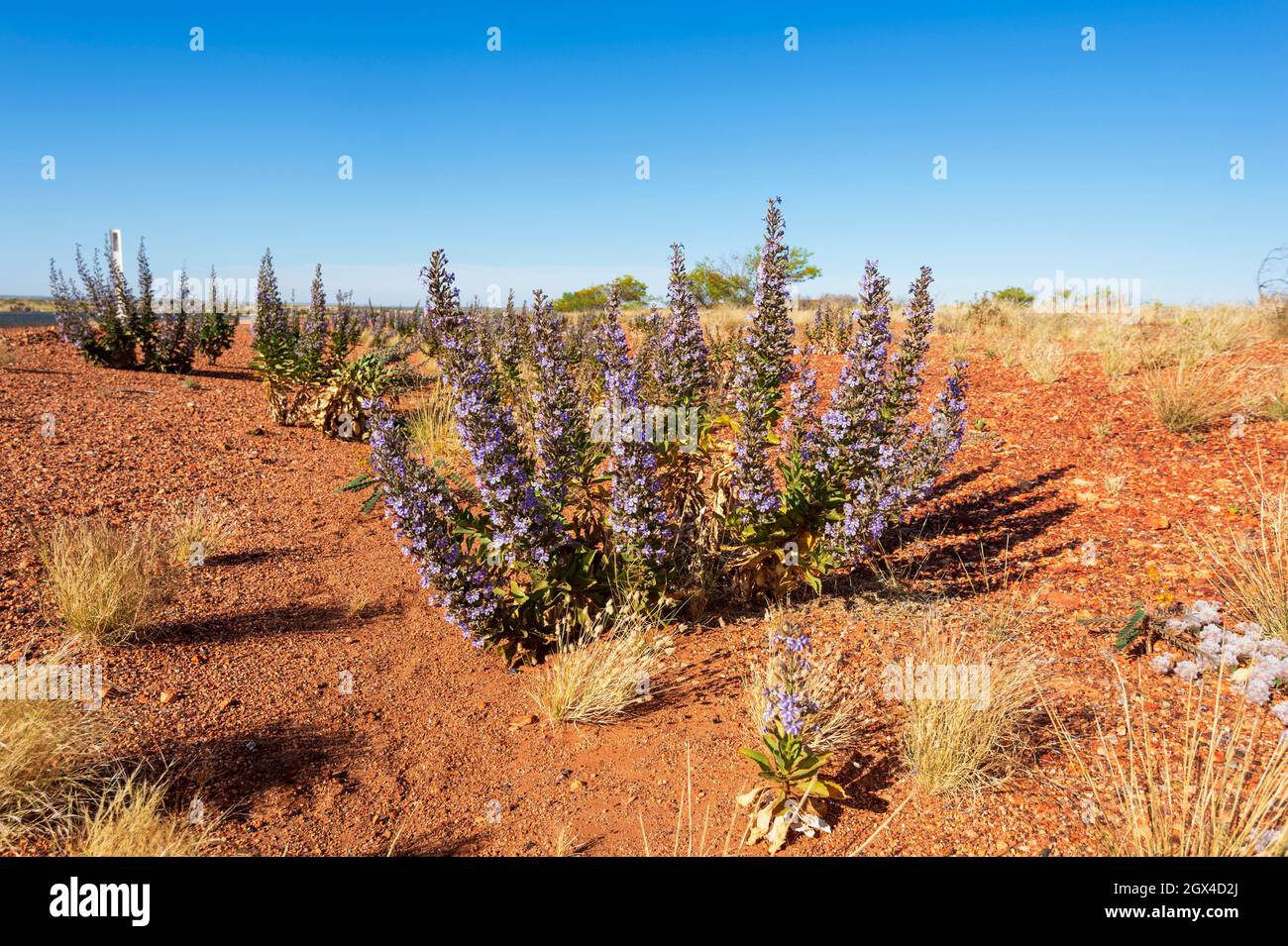 Wildflowers during the desert bloom in the Pilbara at springtime ...