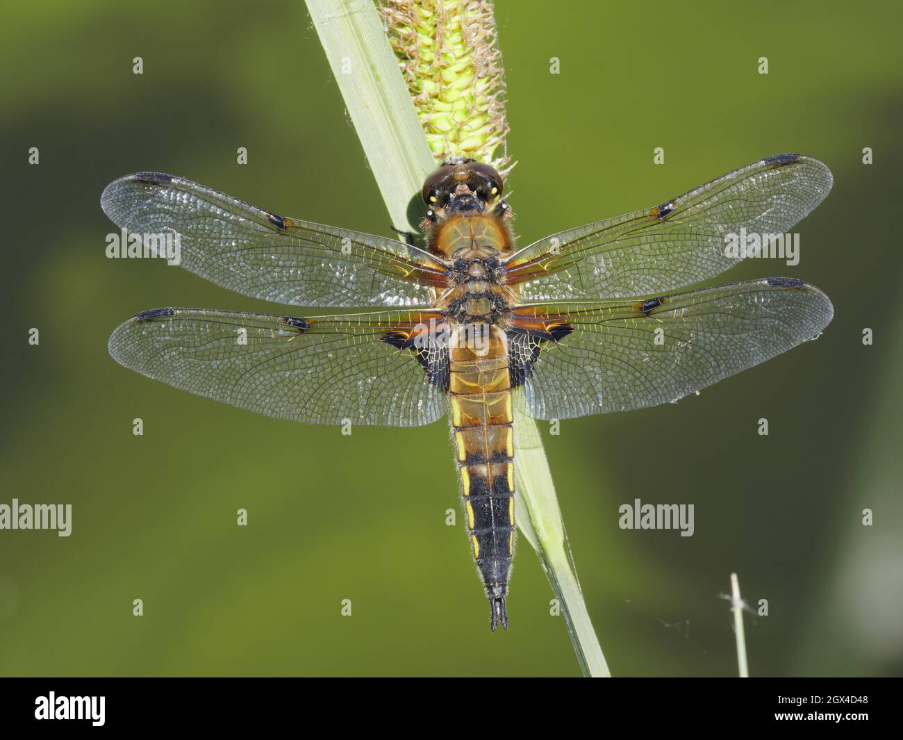 Four Spotted Chaser Dragonfly - Perched Libellula quadrimaculata Essex ...