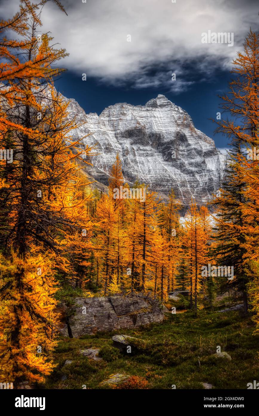 Scenic View of Yellow Larches Trees with Canadian Rocky Mountains Stock ...