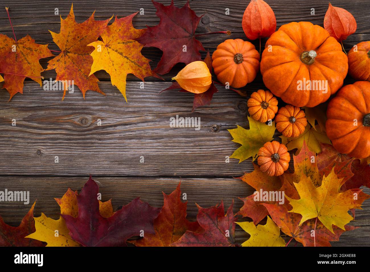 Top view pumpkins maple hi-res stock photography and images - Alamy
