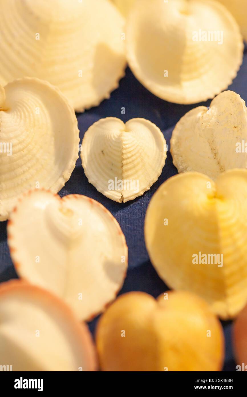 Shell collection display hi-res stock photography and images - Alamy