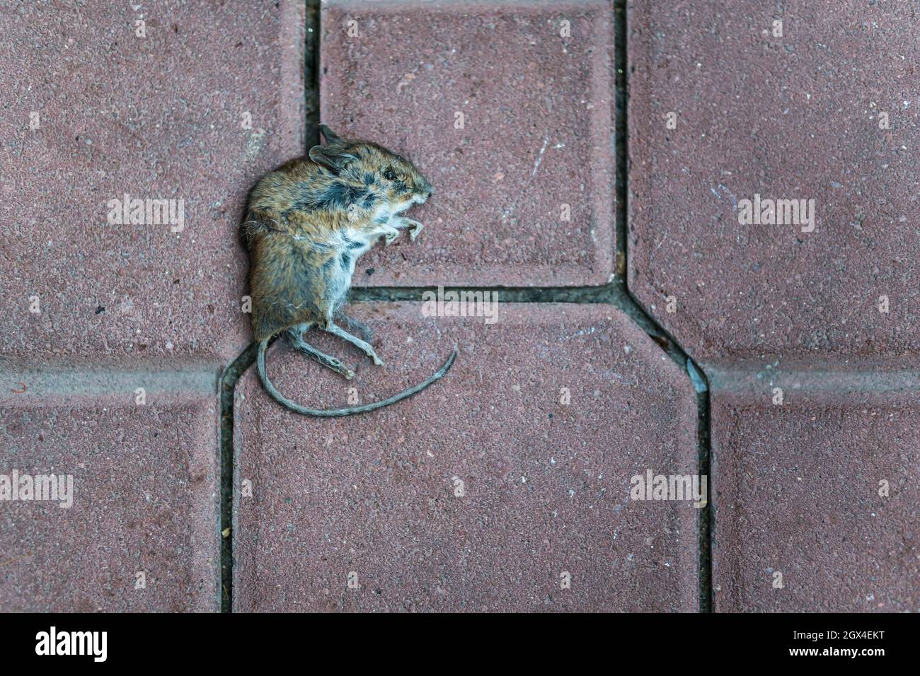 Rat dead close up mouse hi-res stock photography and images - Alamy