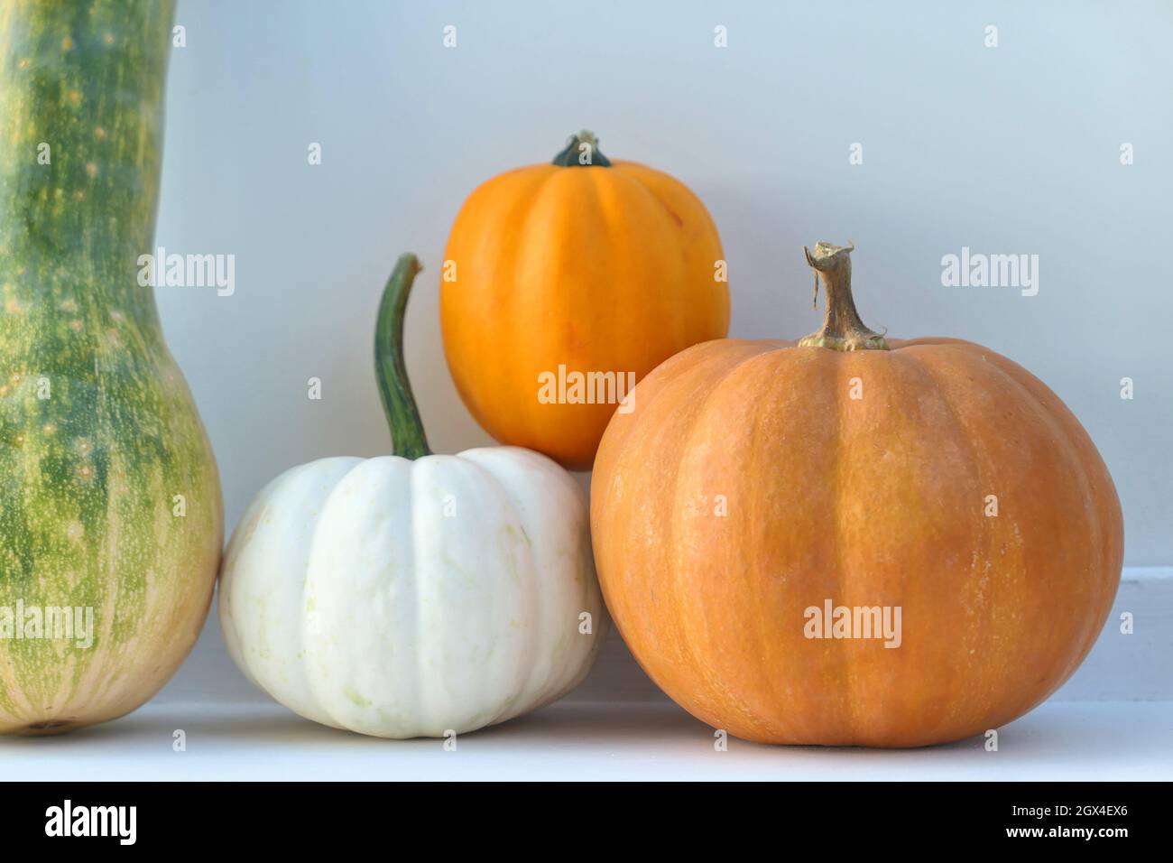 Pumpkins autumn background. Different pumpkin varieties Stock Photo - Alamy
