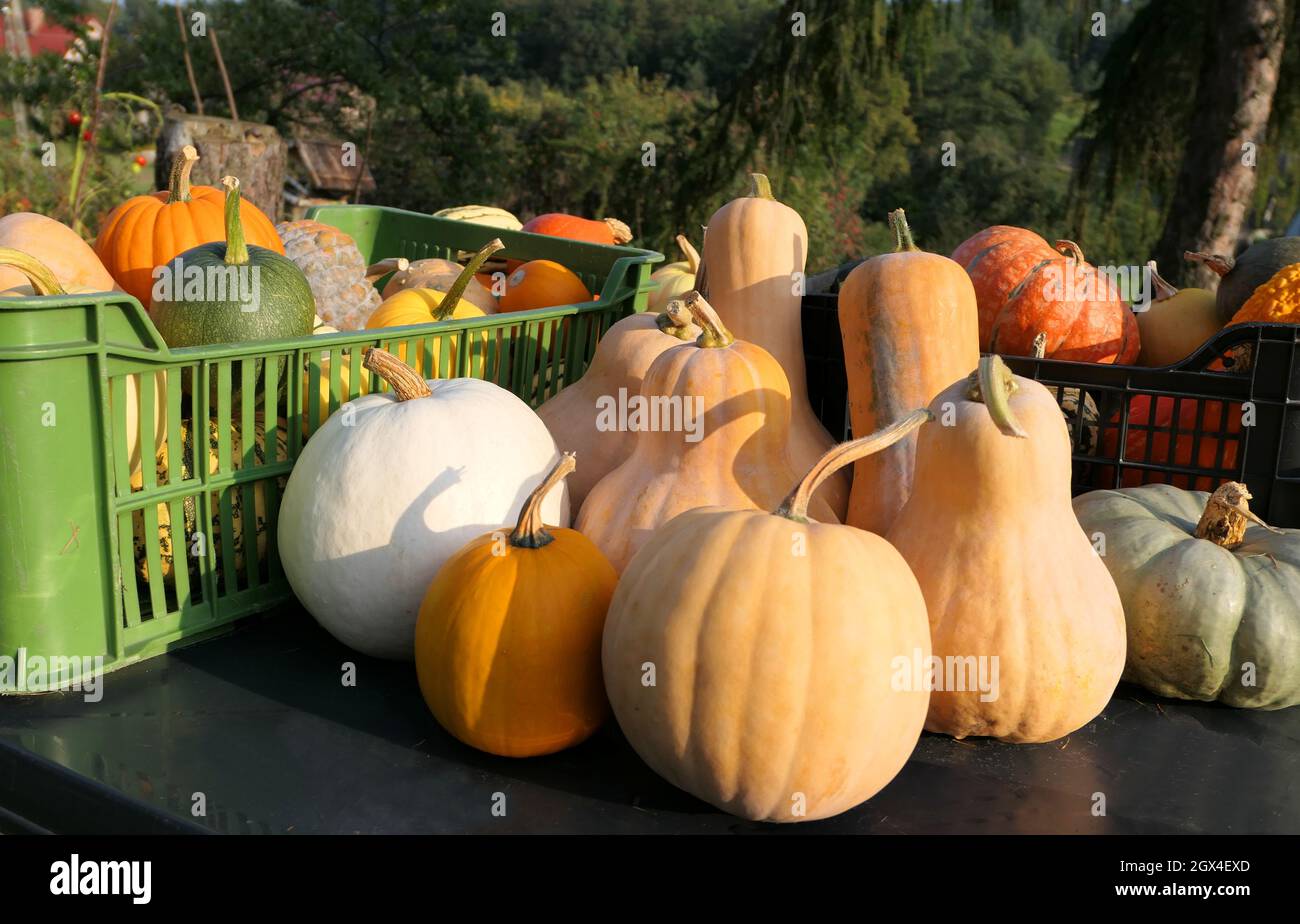 Squashes table gourd hi-res stock photography and images - Alamy