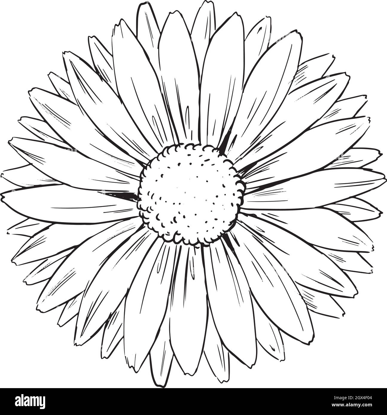Daisy anatomy Stock Vector Images - Alamy