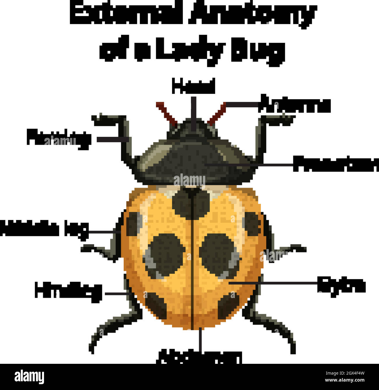 External Anatomy of a ladybug on white background Stock Vector Image ...