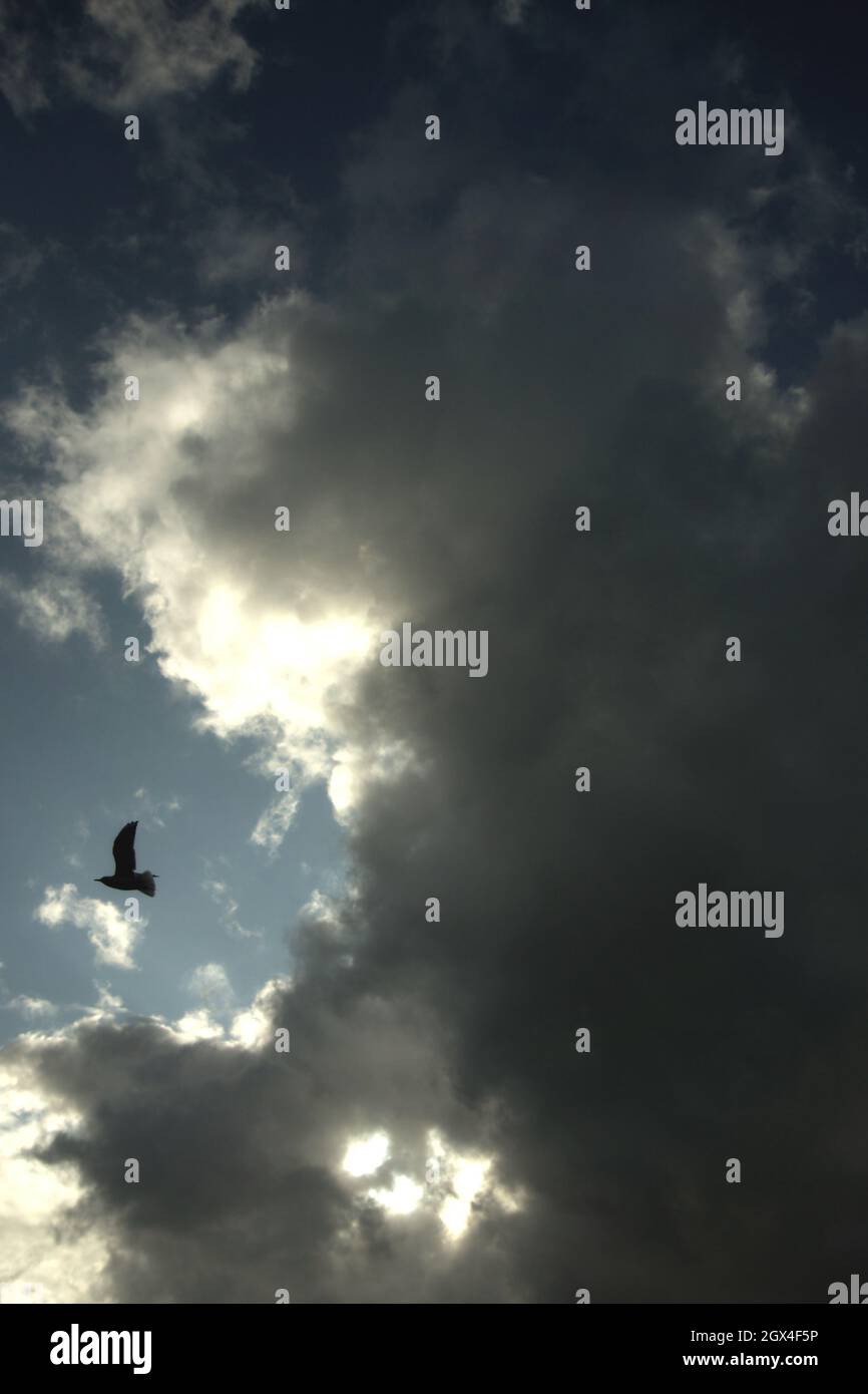 Flying bird photography hi-res stock photography and images - Alamy