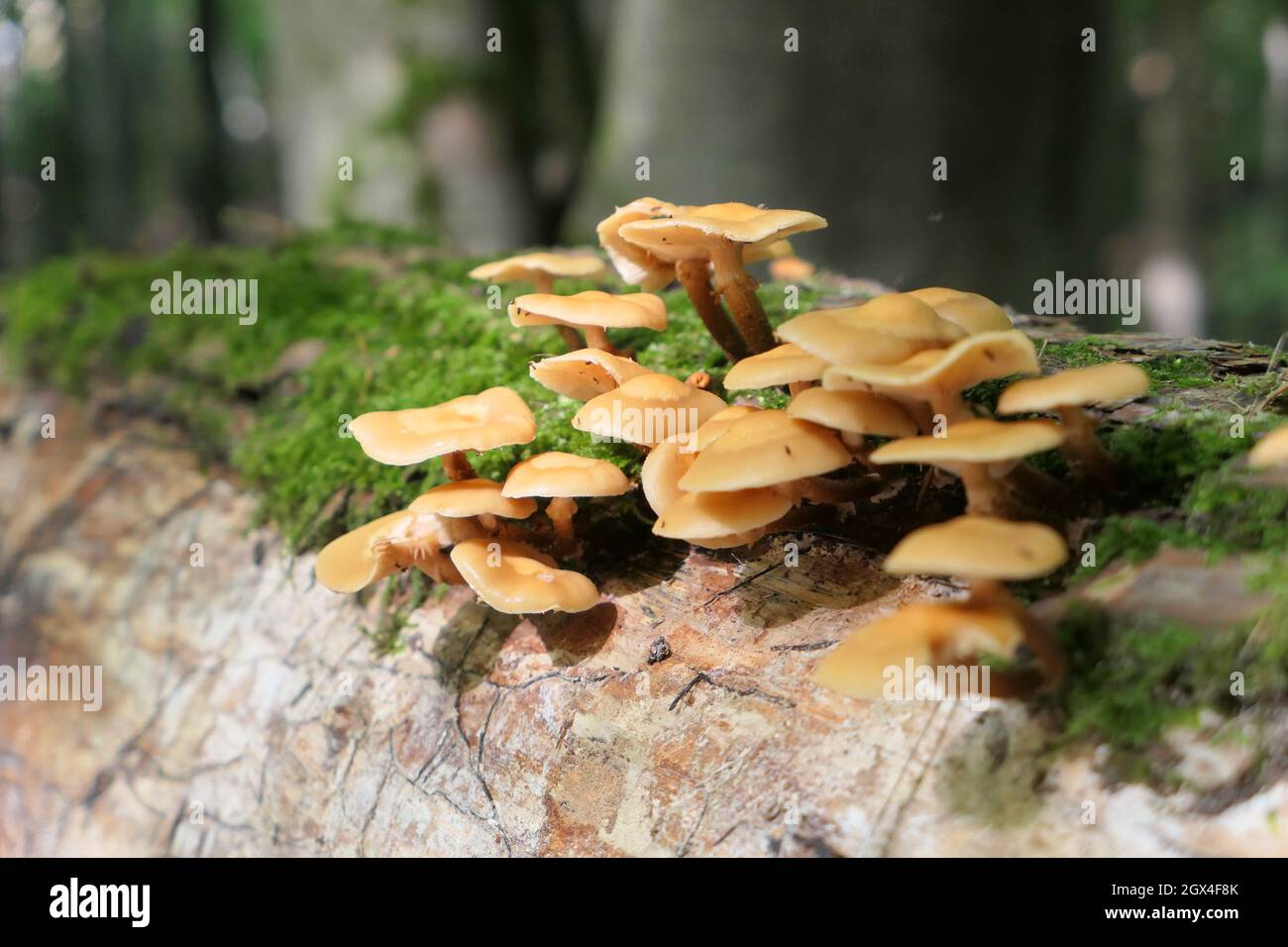 Wild mushrooms growing on the fallen tree in forest. Rotting tree log ...