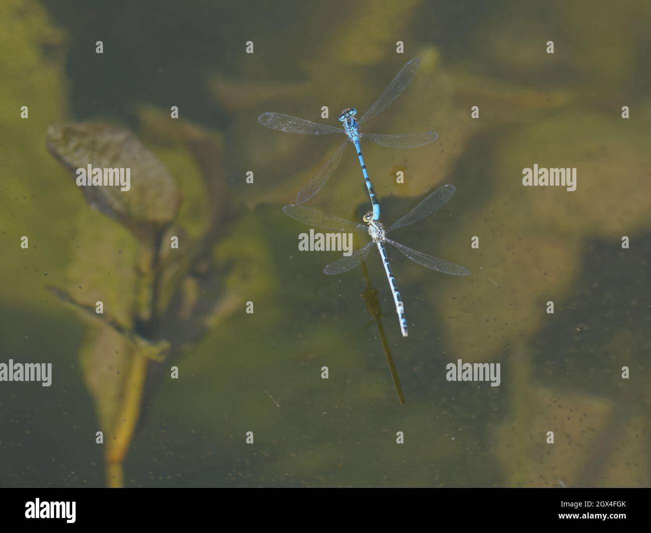 Common Blue Damselfly - pair in flight Enallagma cyathigerum Essex,UK ...