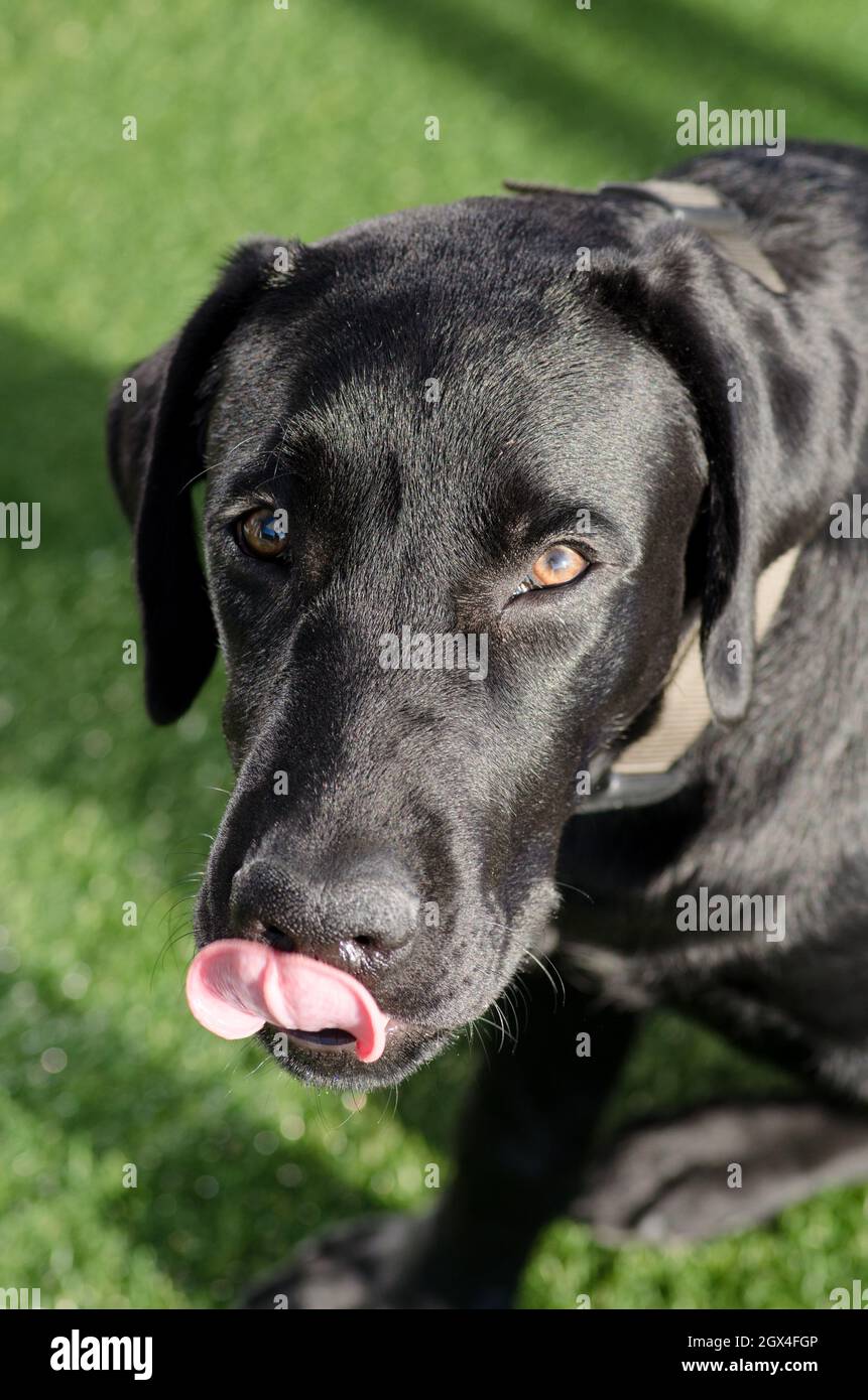 Black Labrador Retriever dog, playful closeup face and look, neutral ...