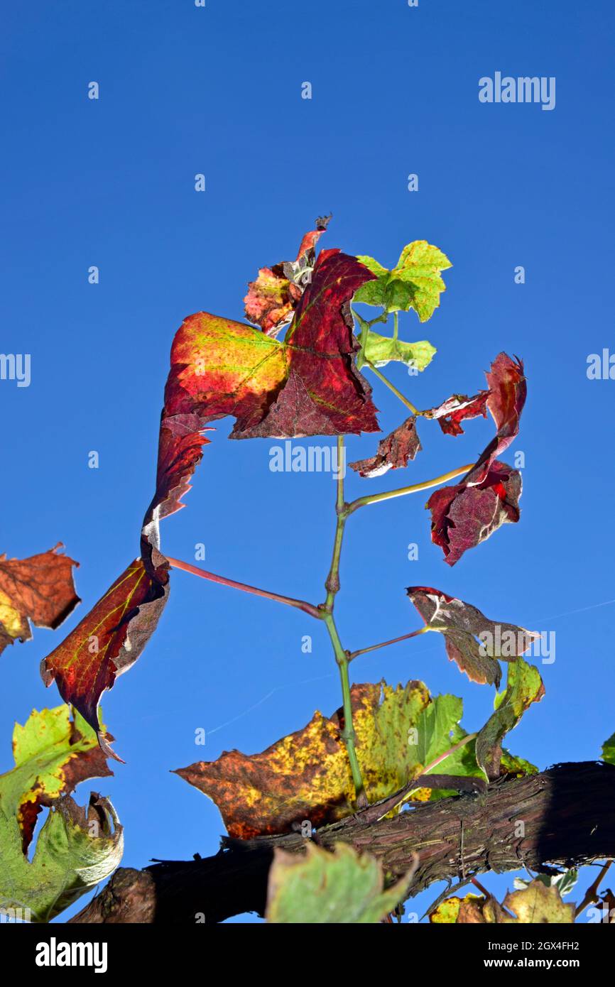 Necrosis hi-res stock photography and images - Alamy