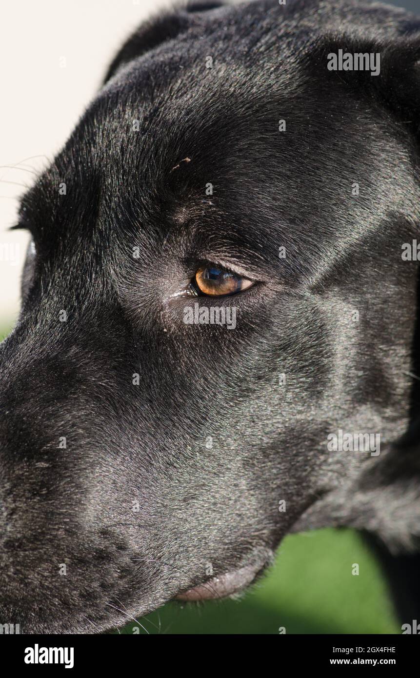Black Labrador Retriever dog, playful closeup face and look, neutral ...