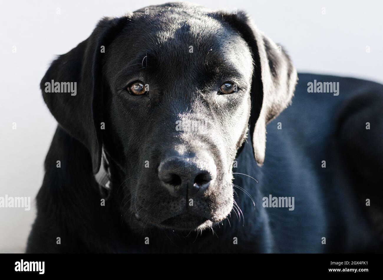 Black Labrador Retriever dog, playful closeup face and look, neutral ...