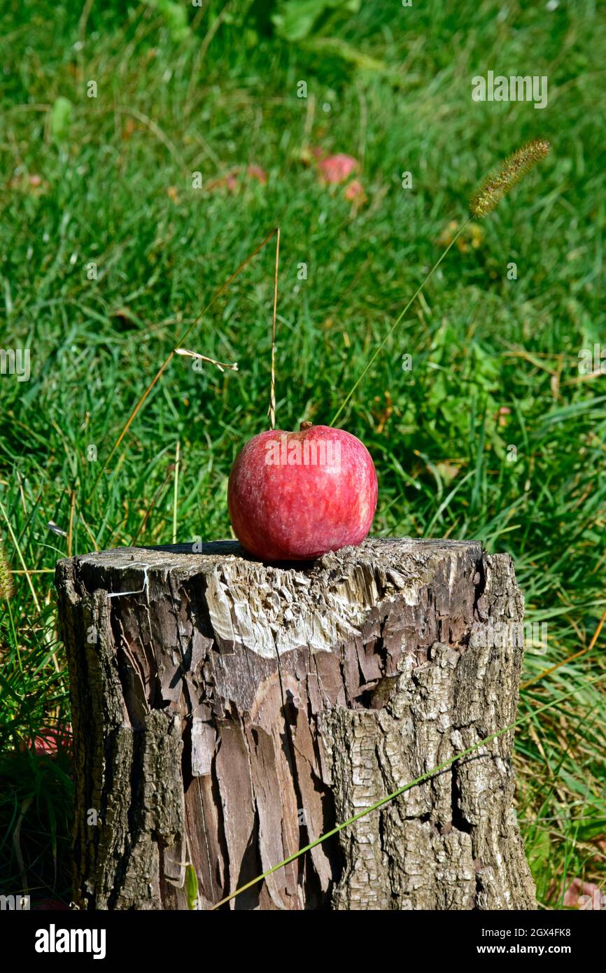 A single red apple on a dry tree log in closeup view on green grass ...