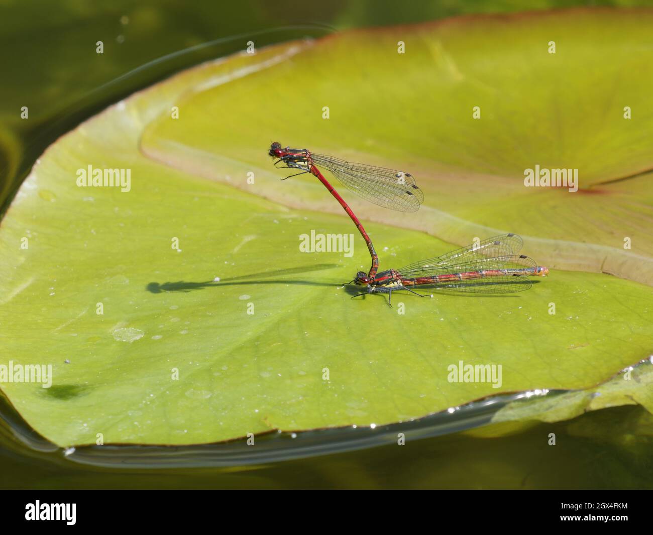 Large Red Damselfly - pair mating Pyrrhosoma nymphula Essex,UK IN002209 ...