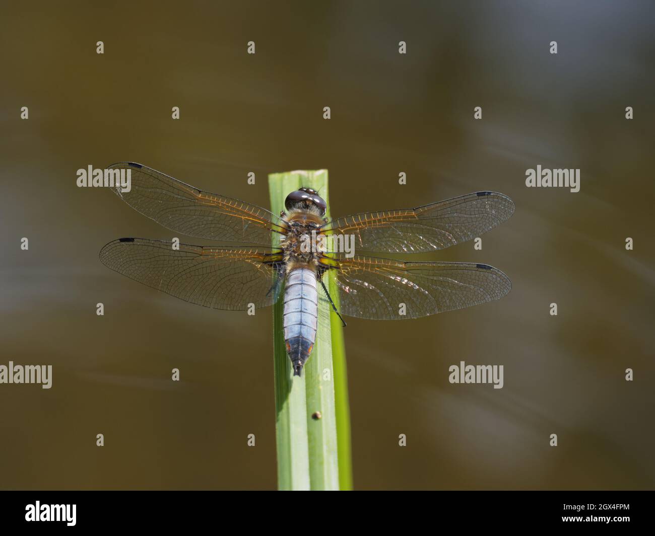 Scarce Chaser Dragonfly - male at rest Libellula fulva Essex,UK ...