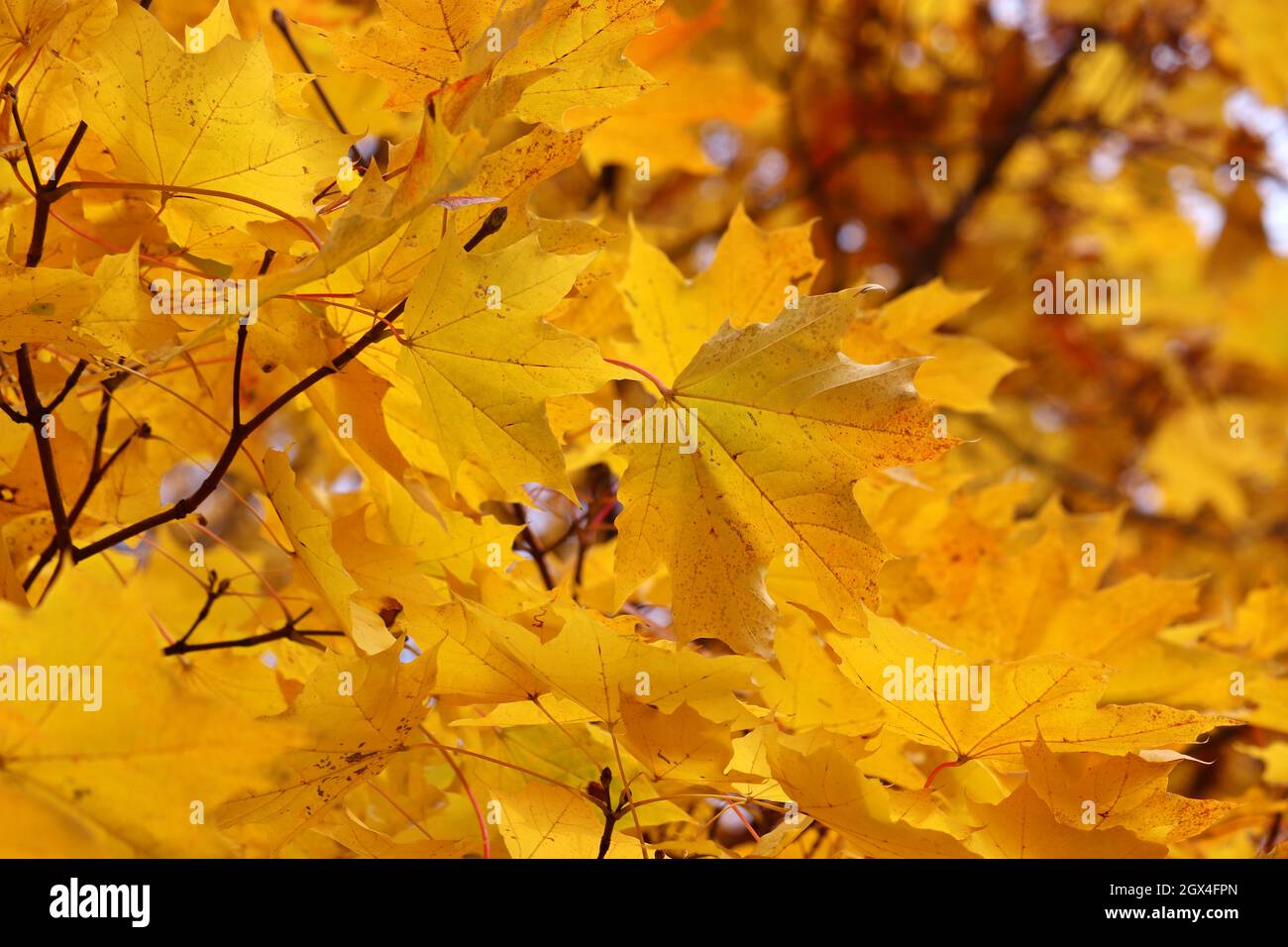Yellow maple leaves on a tree, autumn weather in a park, natural fall ...