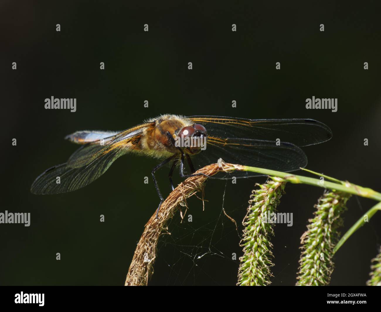Scarce chasers hi-res stock photography and images - Alamy