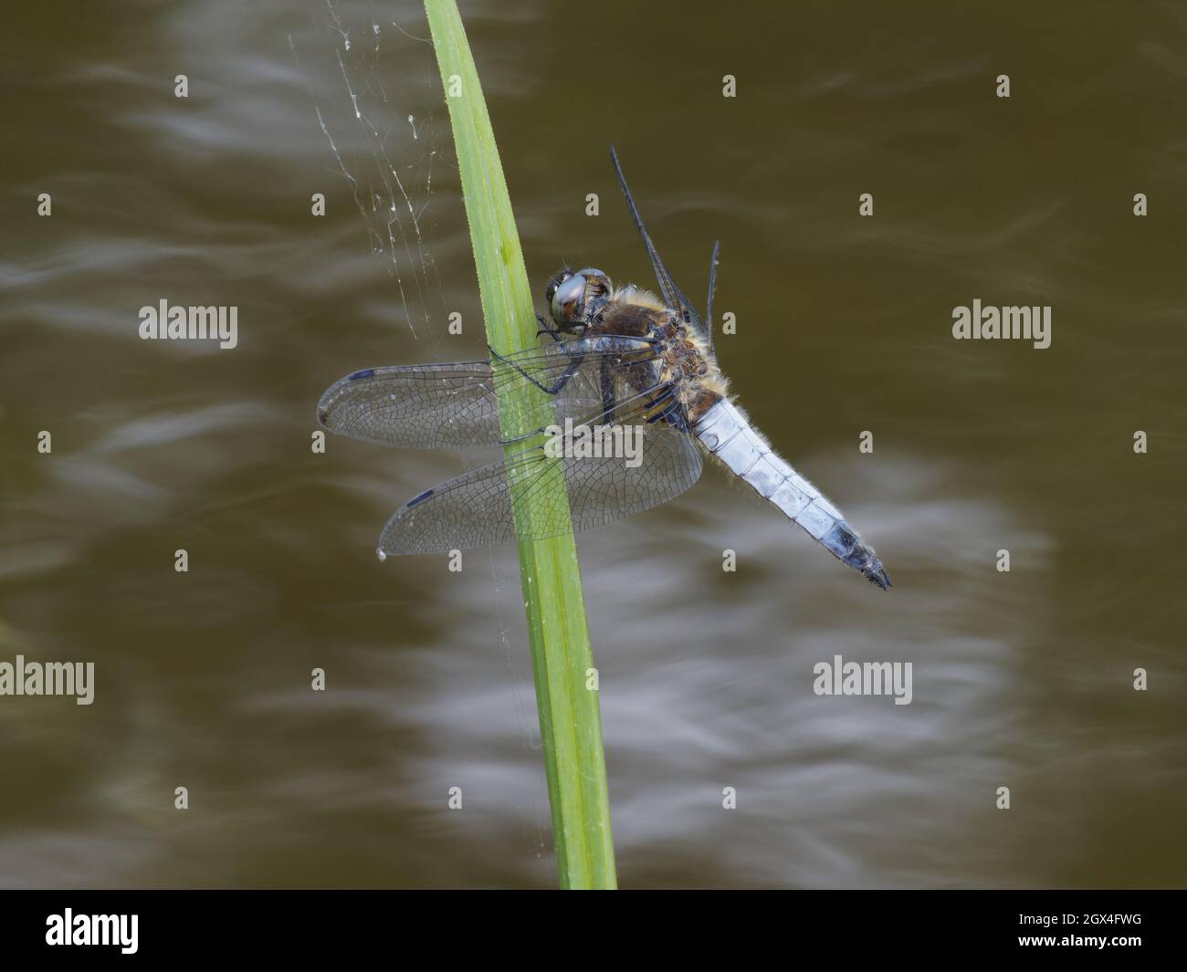 Scarce chaser dragonfly and uk hi-res stock photography and images - Alamy