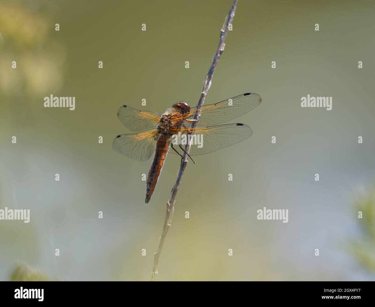 Scarce Chaser Dragonfly - male at rest Libellula fulva Essex,UK ...