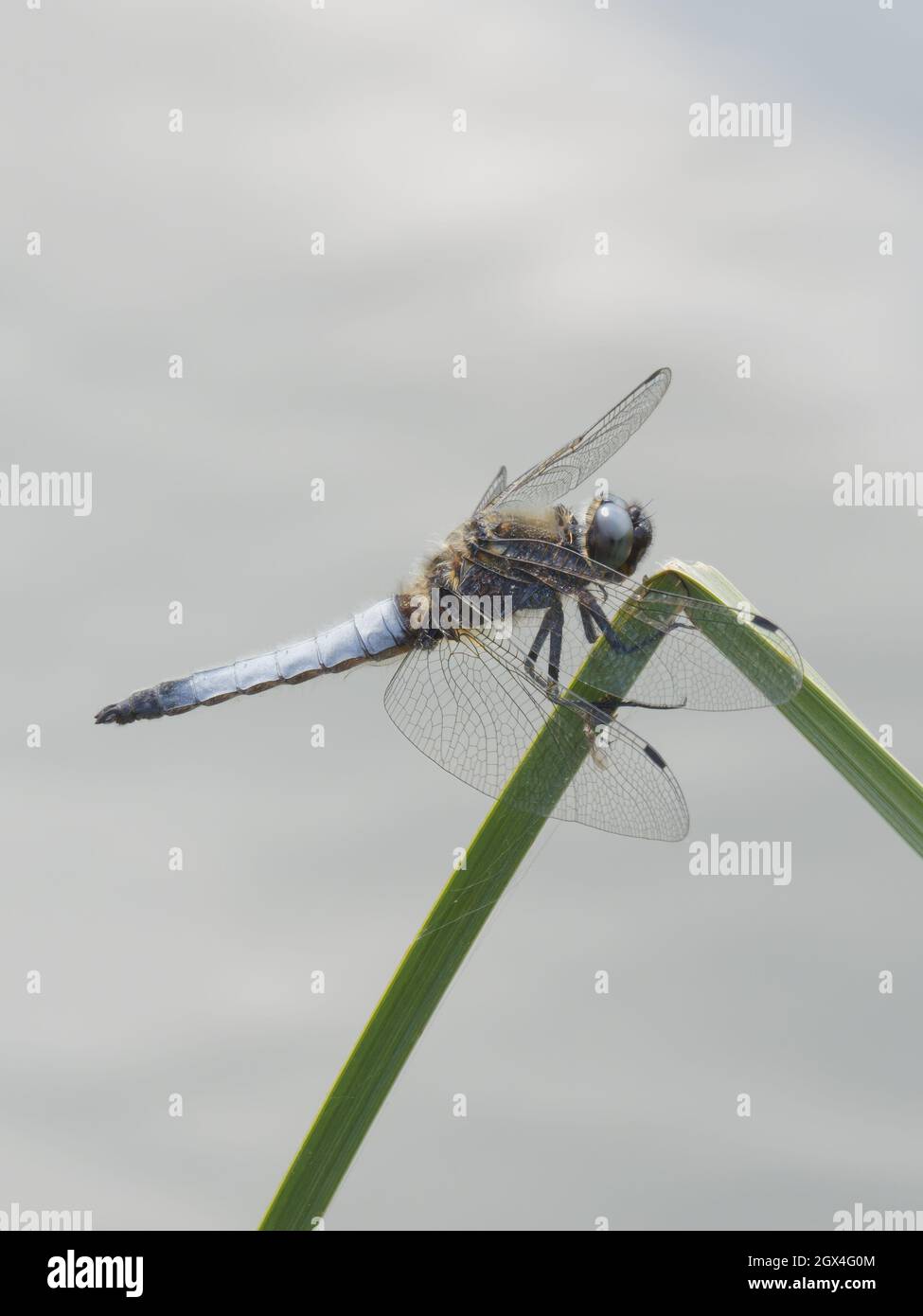 Scarce Chaser Dragonfly - male at rest Libellula fulva Essex,UK ...