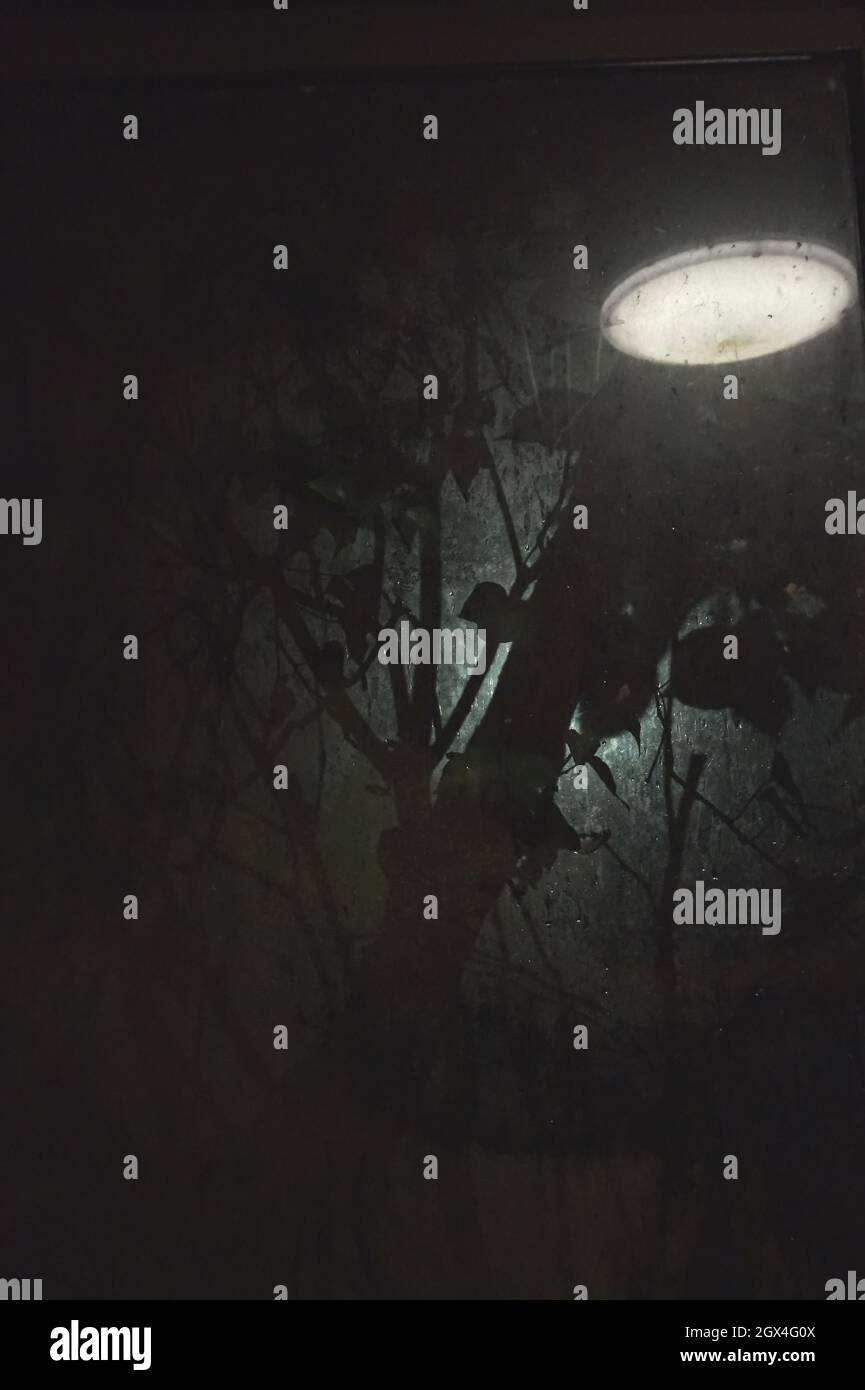 Tree trees silhouettes hi-res stock photography and images - Alamy