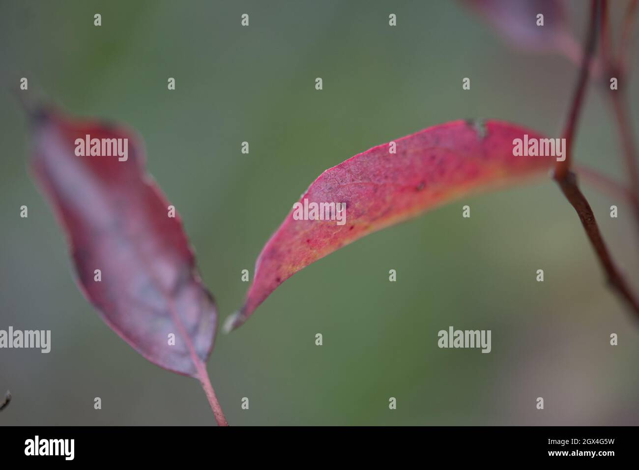 Fall Leaves Close Up Stock Photo - Alamy