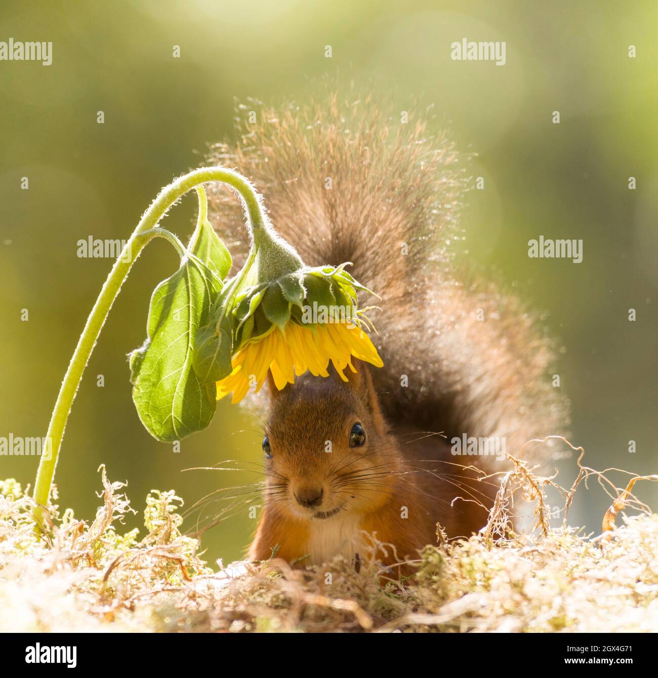 Red squirrel with sunflower hi-res stock photography and images - Alamy